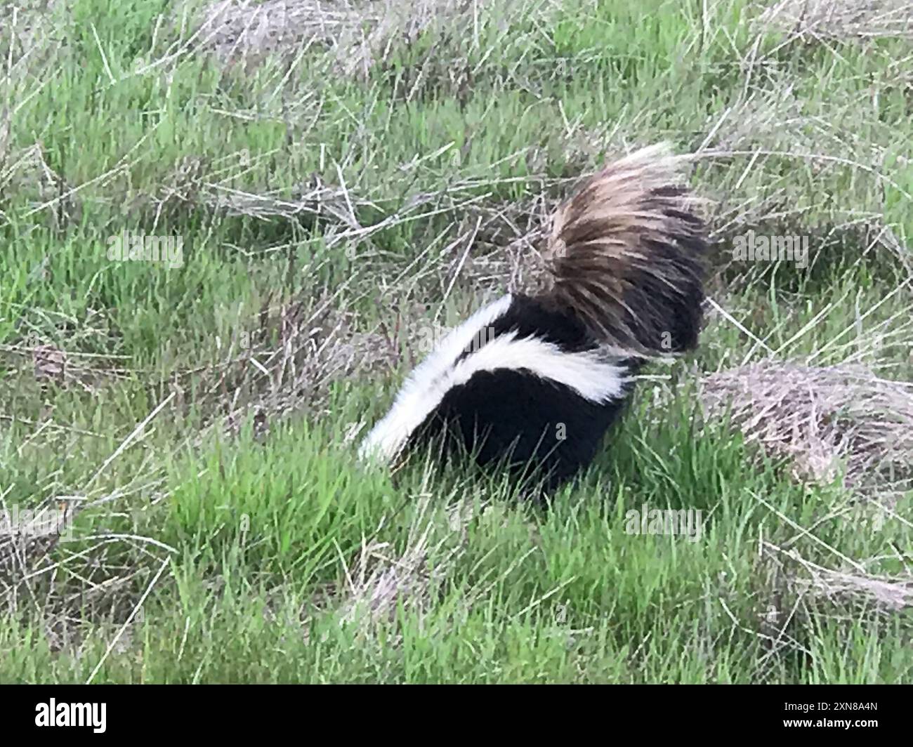 Striped Skunk (Mephitis mephitis) Mammalia Stock Photo - Alamy