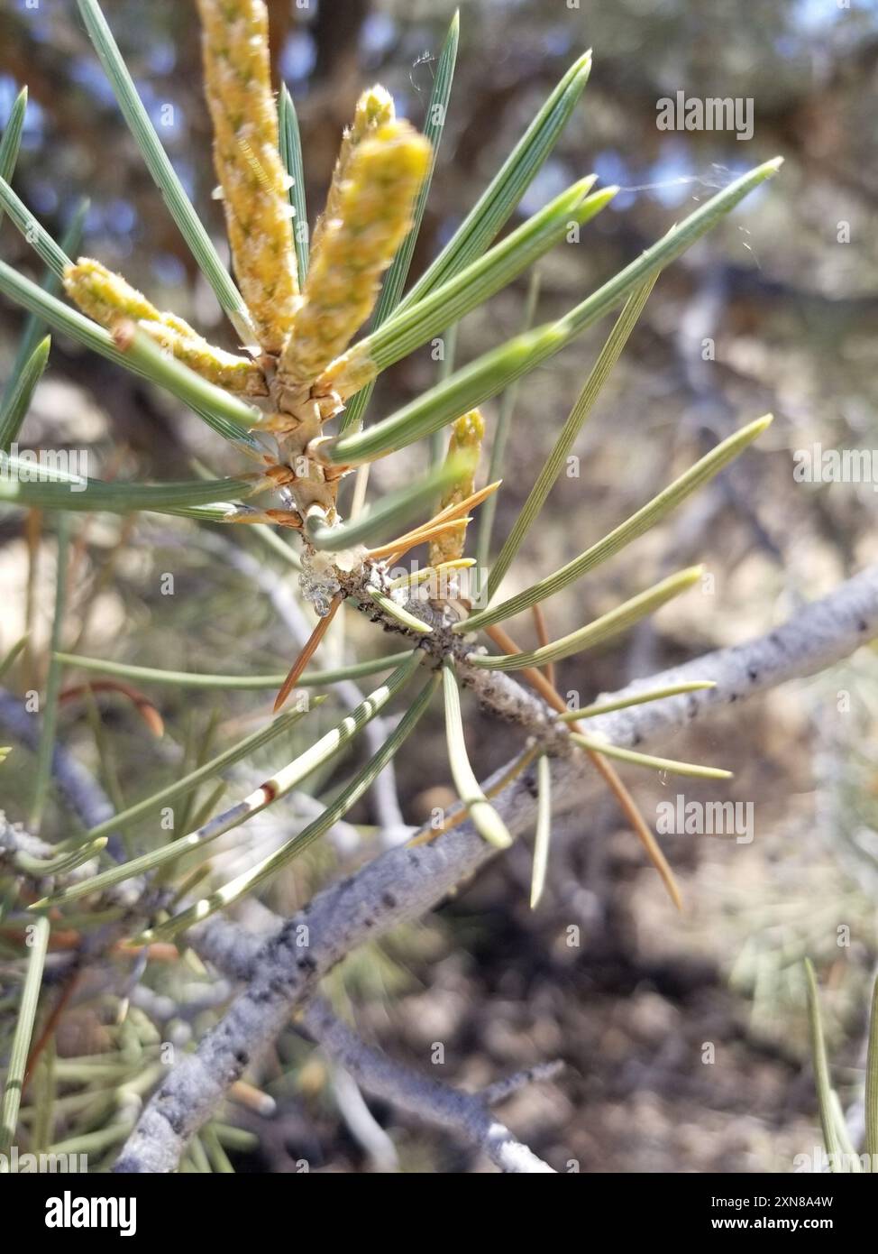 singleleaf pinyon (Pinus monophylla) Plantae Stock Photo - Alamy