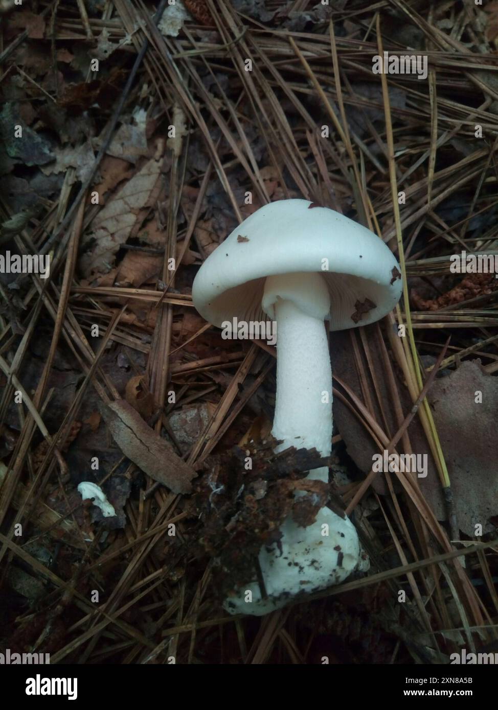 Eastern North American Destroying Angel (Amanita bisporigera) Fungi ...