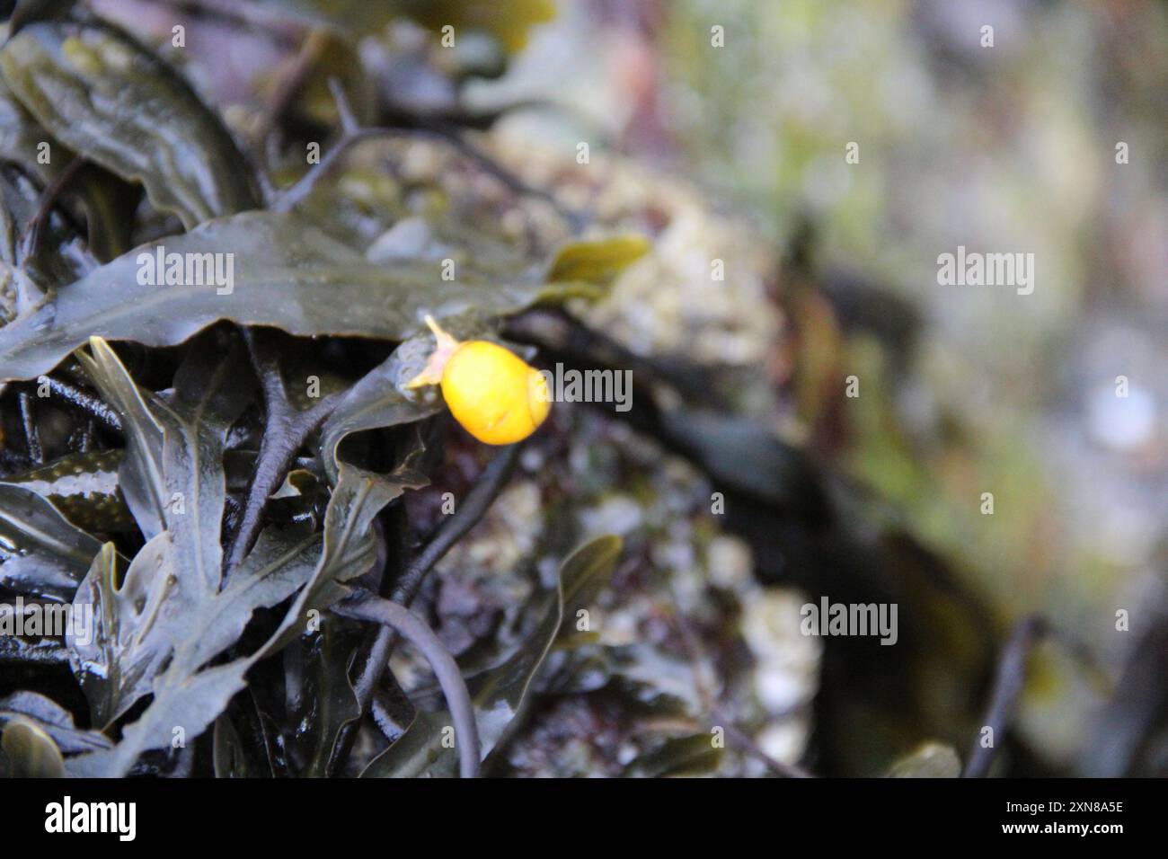 Flat Periwinkle (Littorina obtusata) Mollusca Stock Photo - Alamy