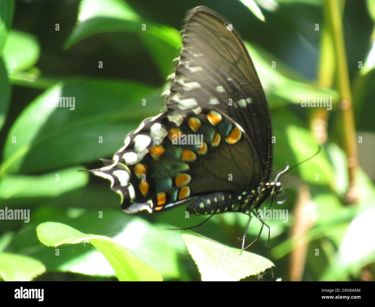 Spicebush Swallowtail (Papilio troilus) Insecta Stock Photo - Alamy