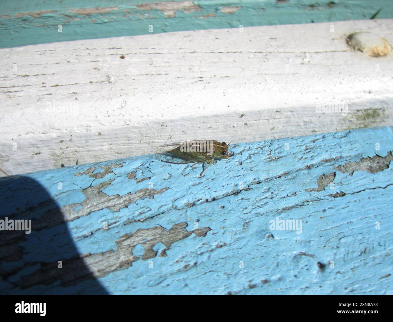 Cicada muta hi-res stock photography and images - Alamy