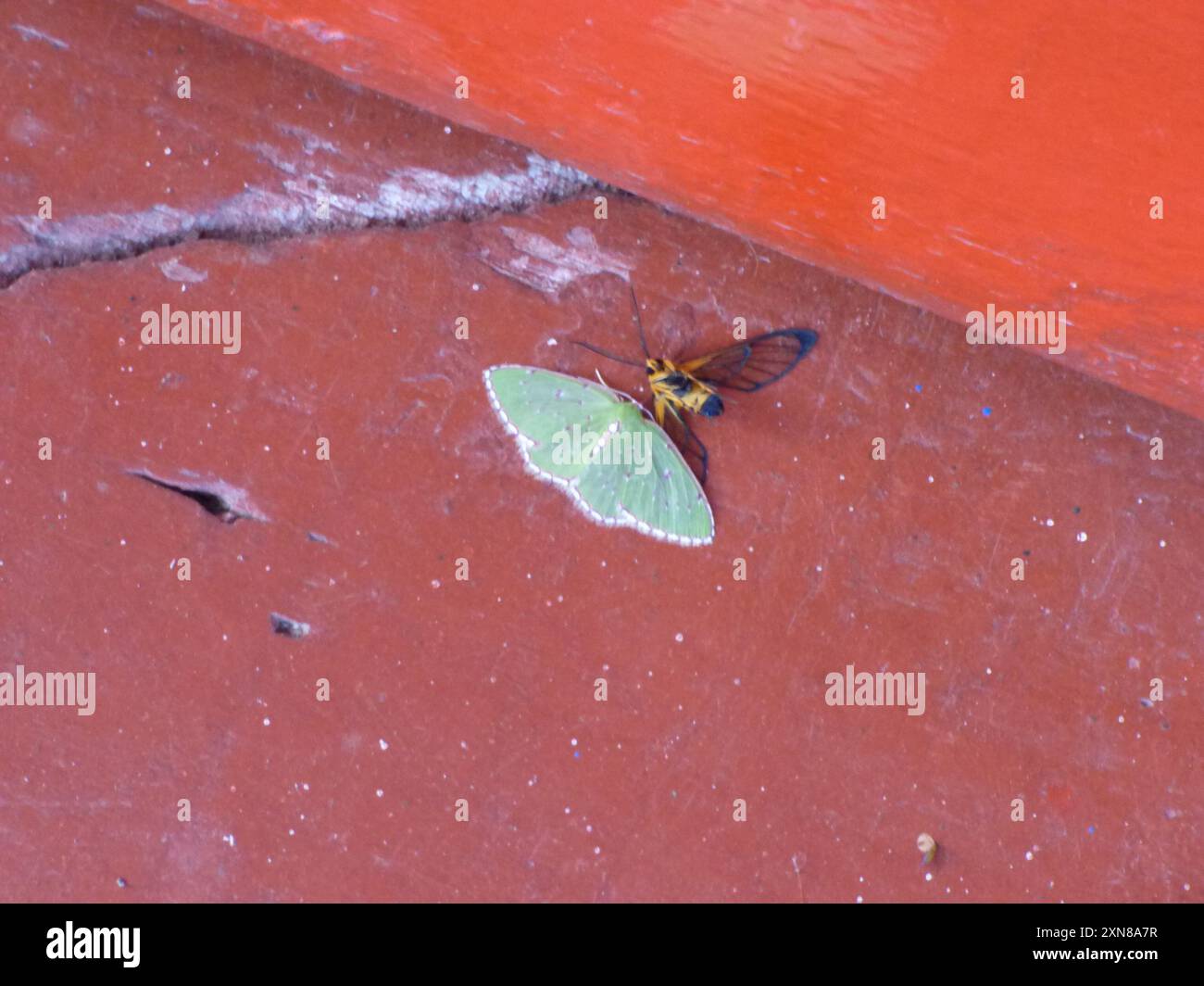 Lissochlora hi-res stock photography and images - Alamy