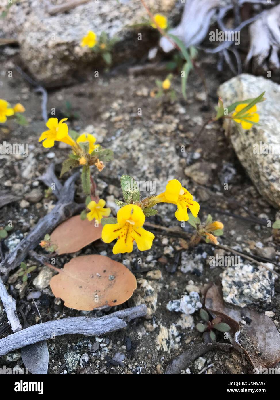 skunky monkeyflower (Diplacus mephiticus) Plantae Stock Photo - Alamy
