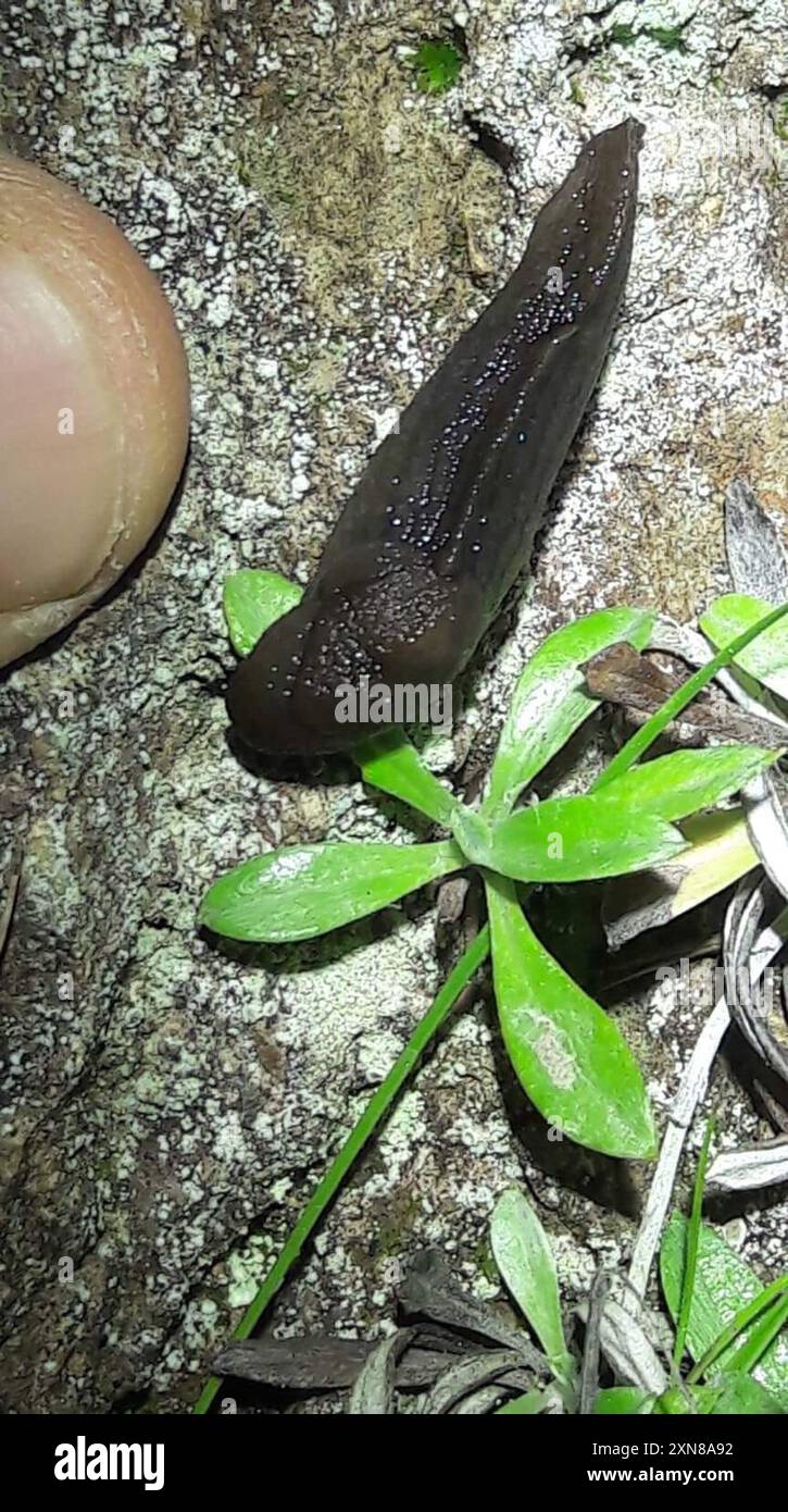 Greenhouse Slug (Milax gagates) Mollusca Stock Photo - Alamy