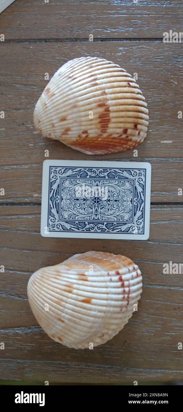 Giant Atlantic Cockle (Dinocardium robustum) Mollusca Stock Photo - Alamy