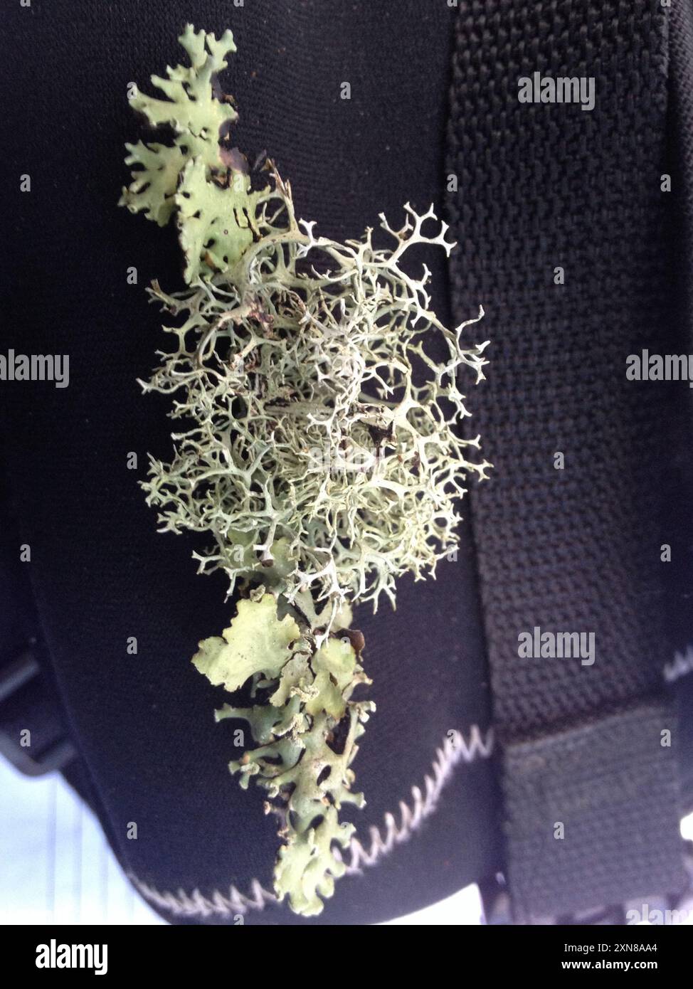 Light-and-dark Lichen (Pseudevernia cladonia) Fungi Stock Photo - Alamy