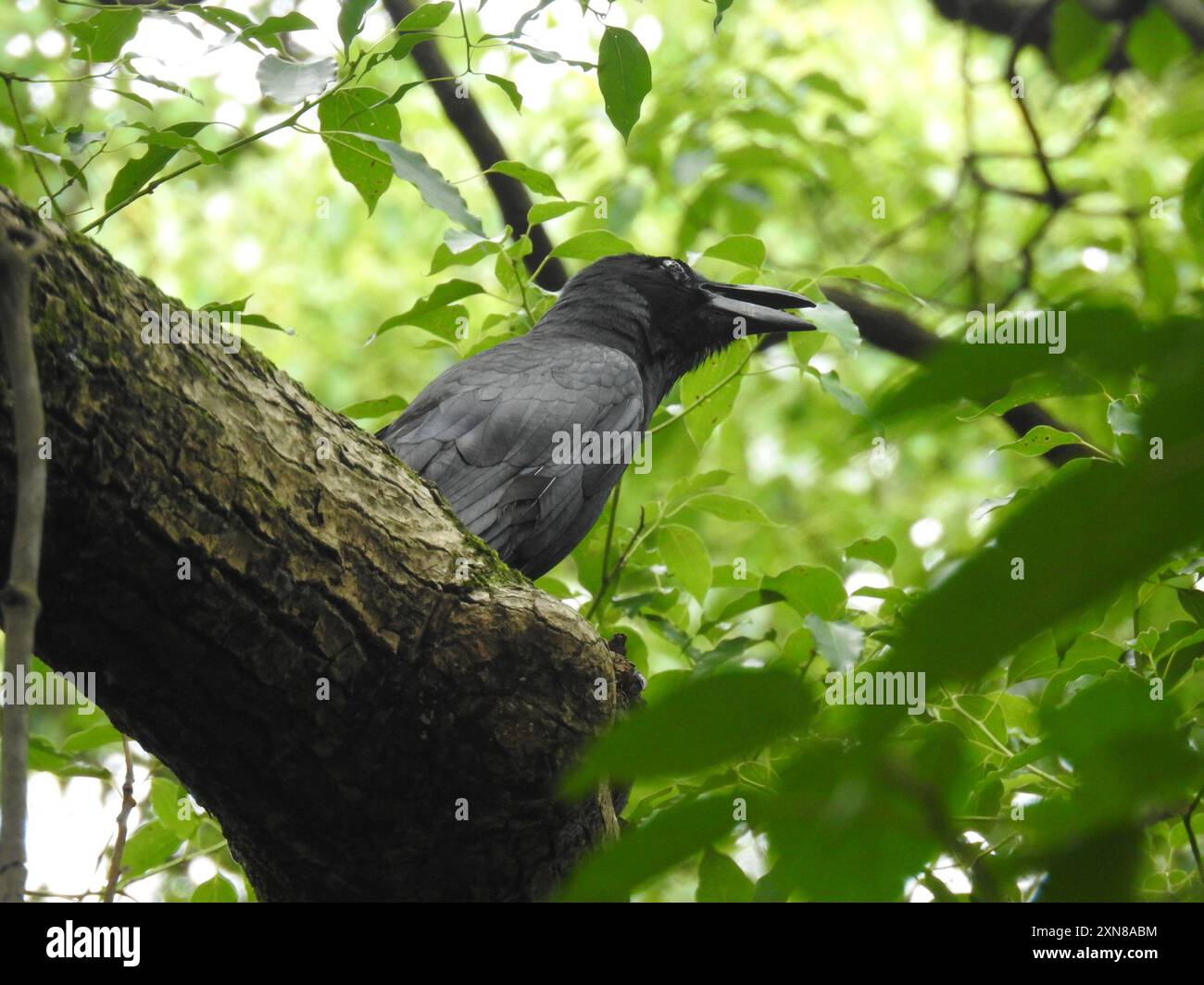 Large-billed Crow (Corvus macrorhynchos) Aves Stock Photo - Alamy