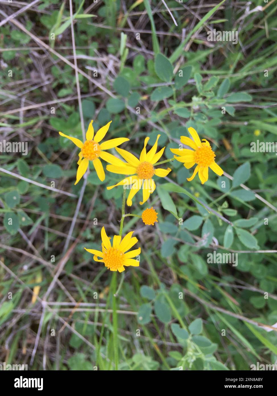 balsam ragwort (Packera paupercula) Plantae Stock Photo - Alamy
