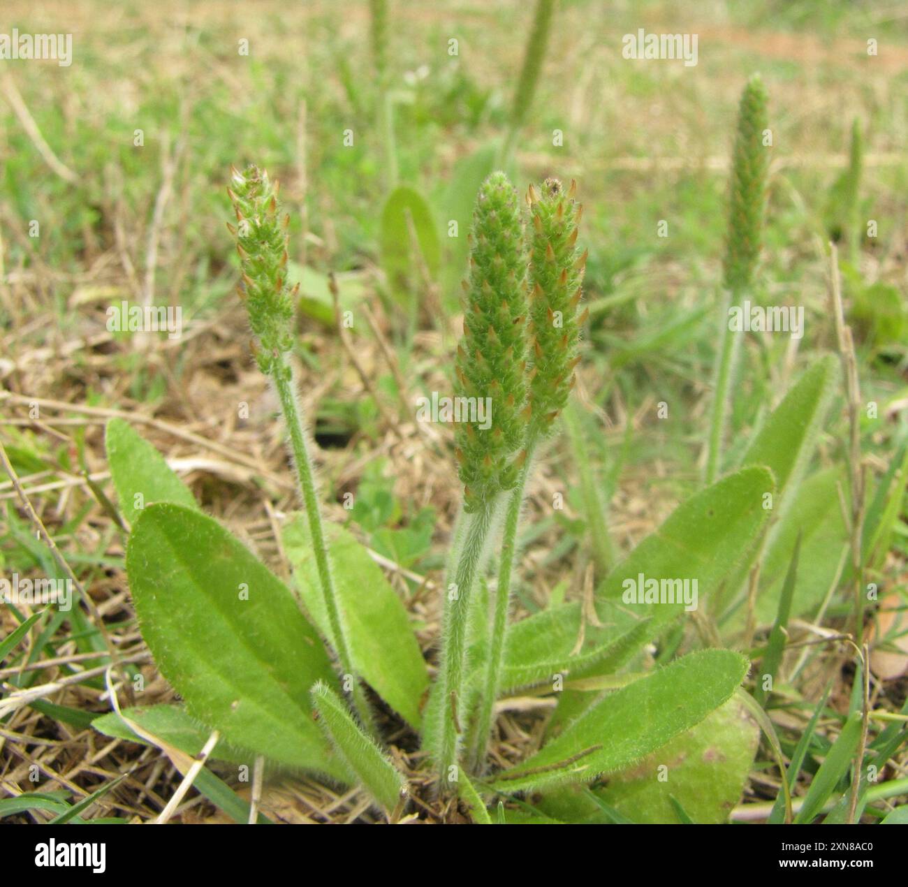 dwarf plantain (Plantago virginica) Plantae Stock Photo - Alamy