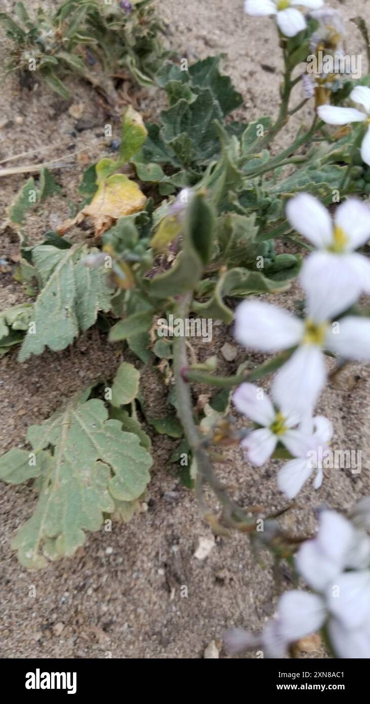 wild and domestic radish (Raphanus raphanistrum sativus) Plantae Stock ...