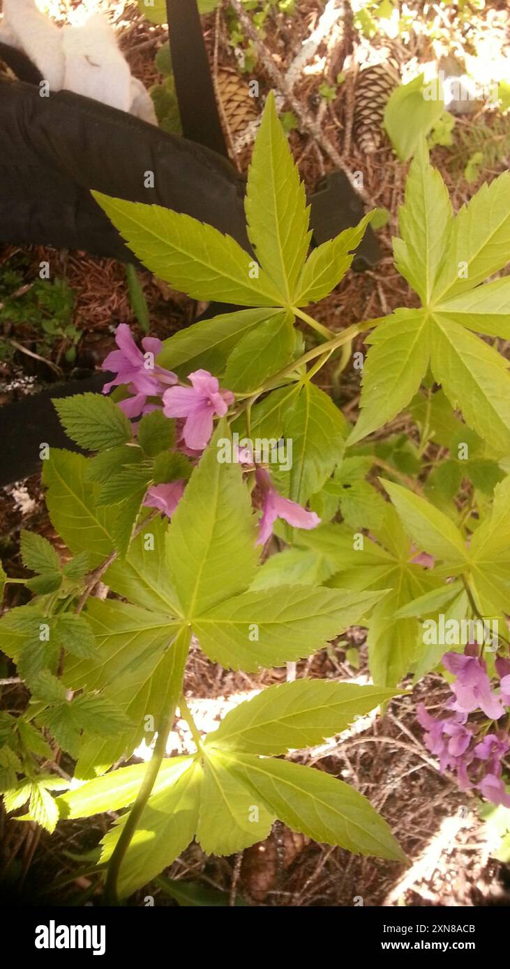 Five-leaflet Bittercress (Cardamine pentaphyllos) Plantae Stock Photo ...