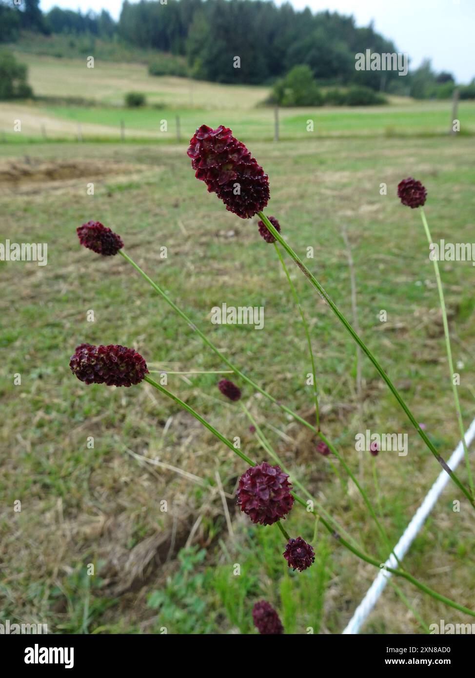 Great burnet (Sanguisorba officinalis) Plantae Stock Photo - Alamy