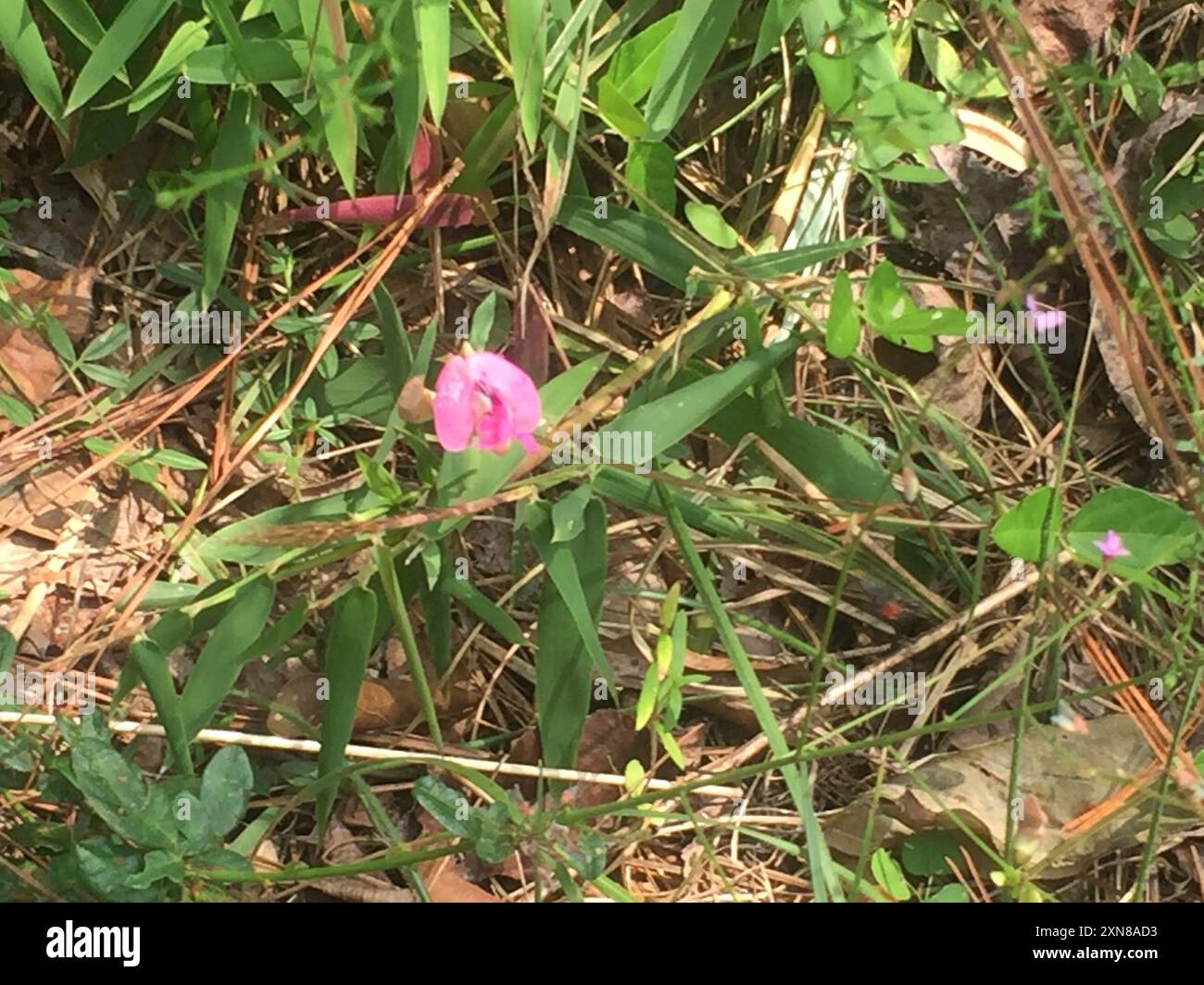 perennial wooly bean (Strophostyles umbellata) Plantae Stock Photo - Alamy