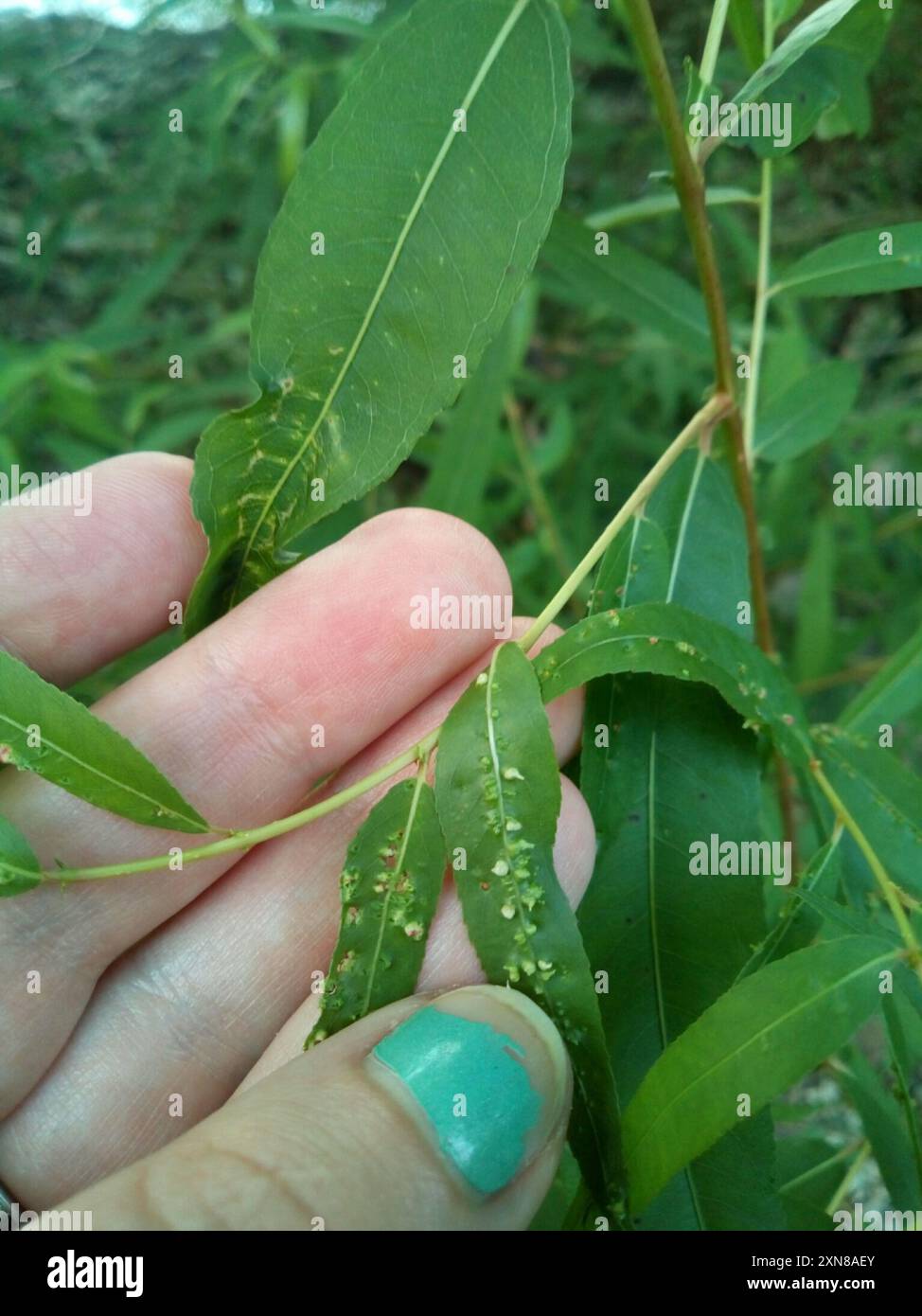 Willow Bead Gall Mite (Aculus tetanothrix) Arachnida Stock Photo - Alamy