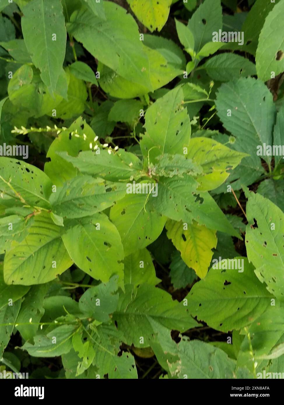 American jumpseed (Persicaria virginiana) Plantae Stock Photo - Alamy