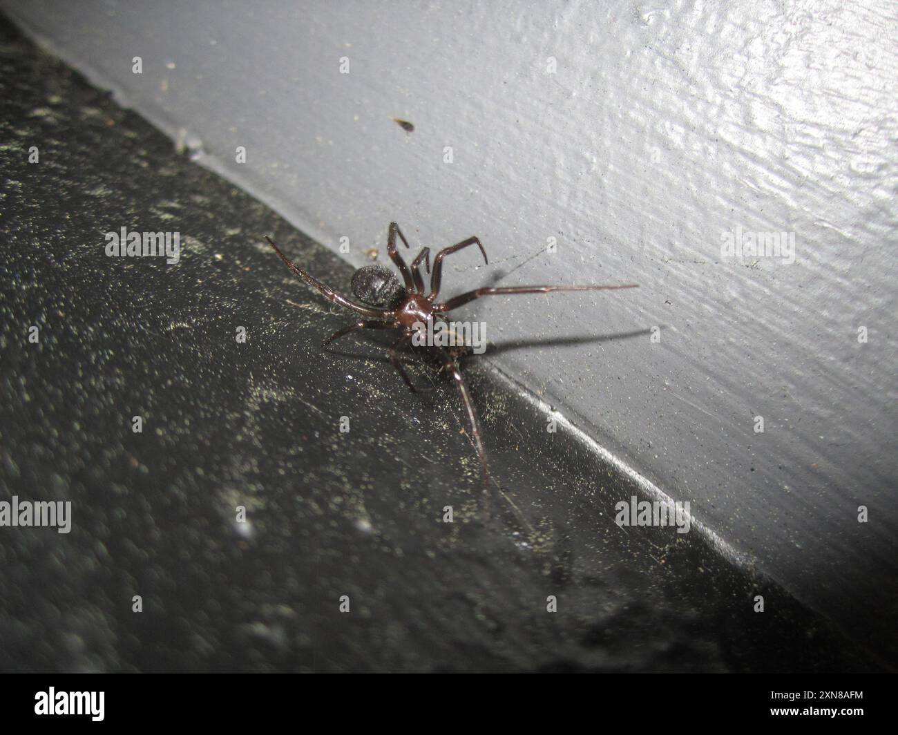 Black Cobweb Spider (Steatoda capensis) Arachnida Stock Photo - Alamy