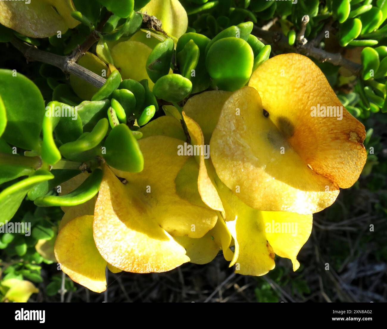 Salad Twinleaf (Roepera morgsana) Plantae Stock Photo - Alamy