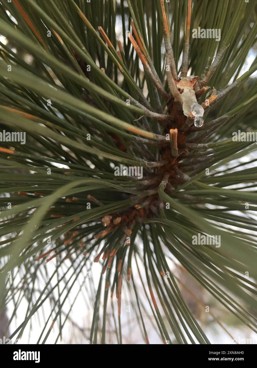 red pine (Pinus resinosa) Plantae Stock Photo - Alamy