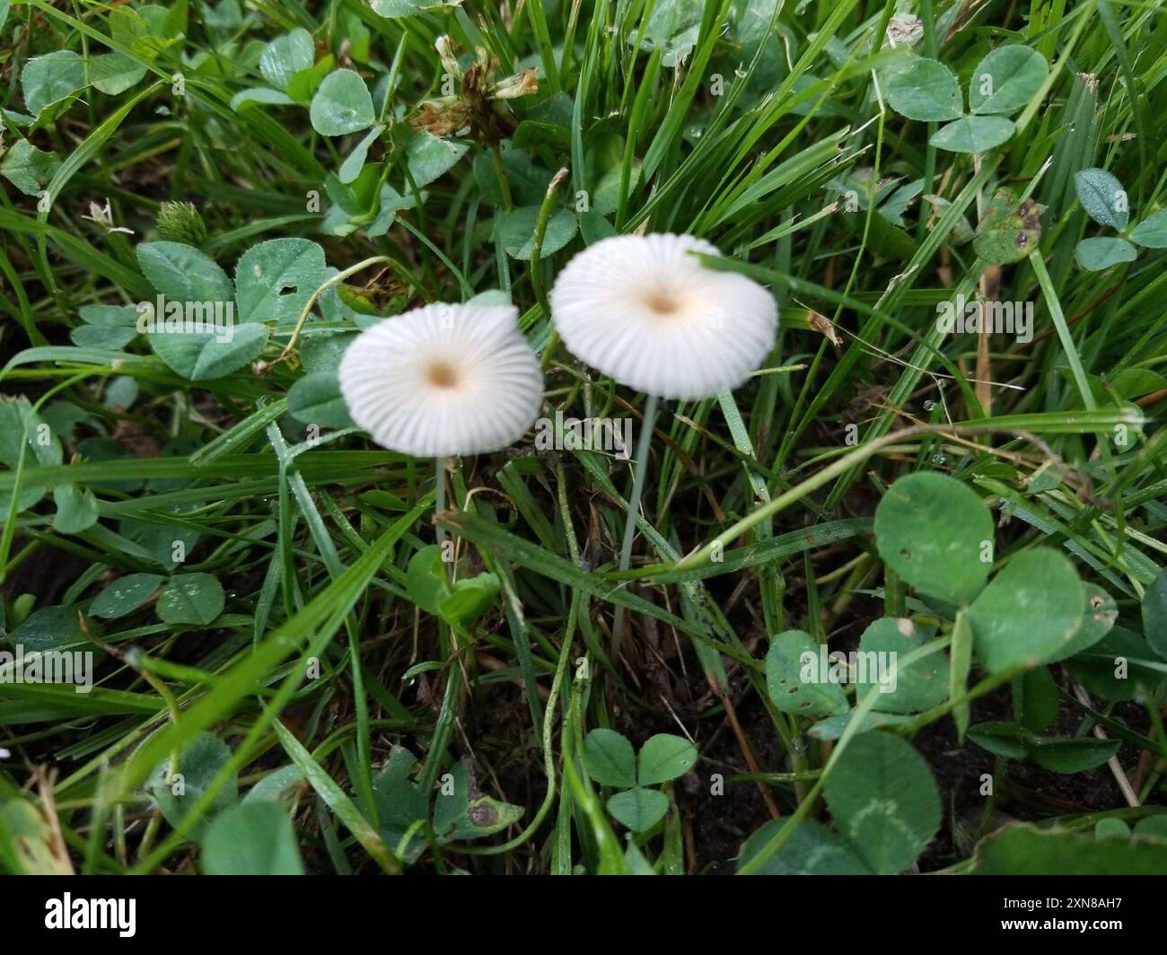 pleated inkcap (Parasola plicatilis) Fungi Stock Photo - Alamy