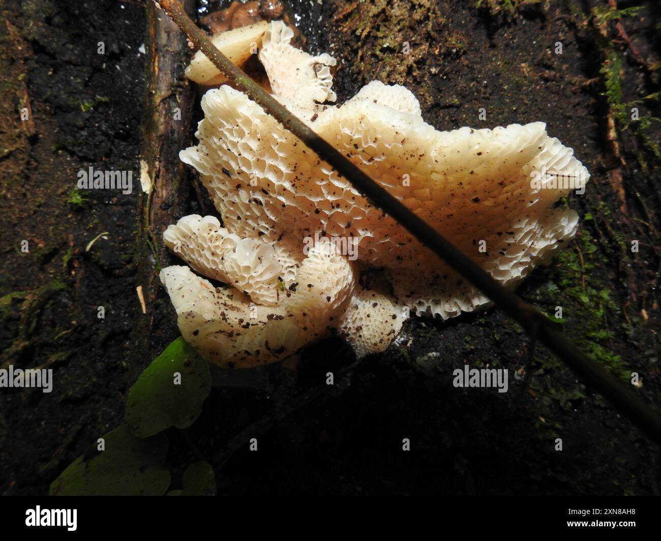 white porecap (Favolaschia pustulosa) Fungi Stock Photo - Alamy