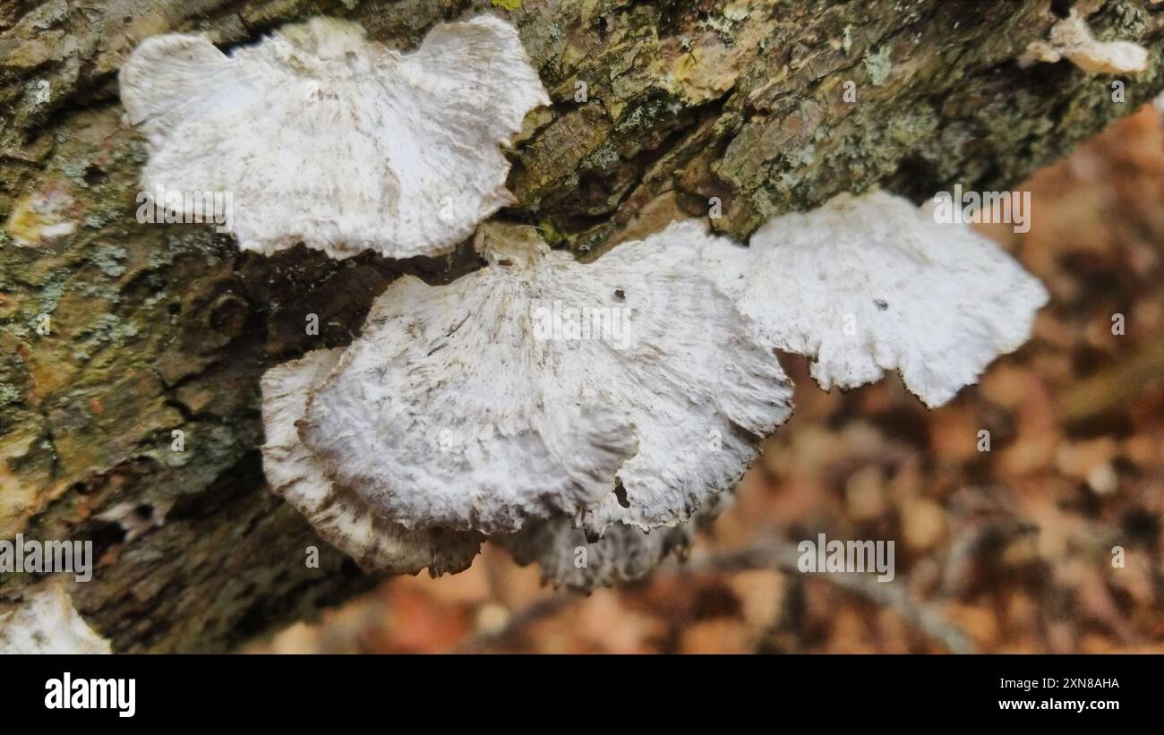 little nest polypore (Trametes conchifer) Fungi Stock Photo - Alamy