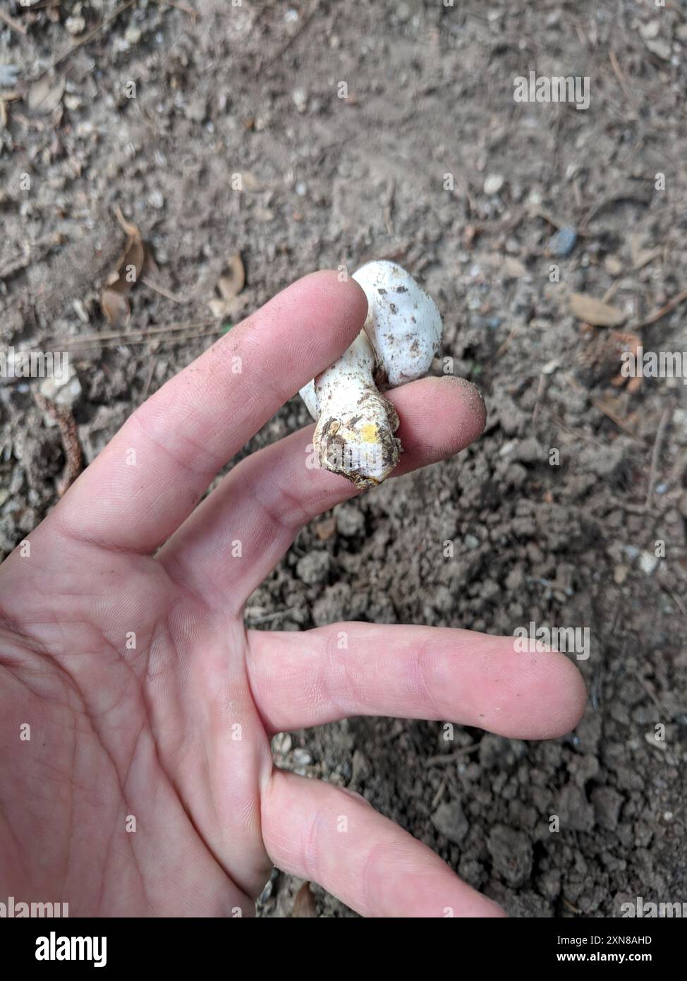 Yellow Stainer (Agaricus xanthodermus) Fungi Stock Photo - Alamy