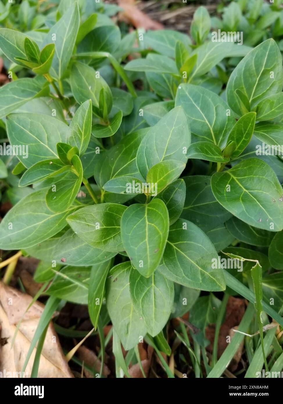 greater periwinkle (Vinca major) Plantae Stock Photo - Alamy