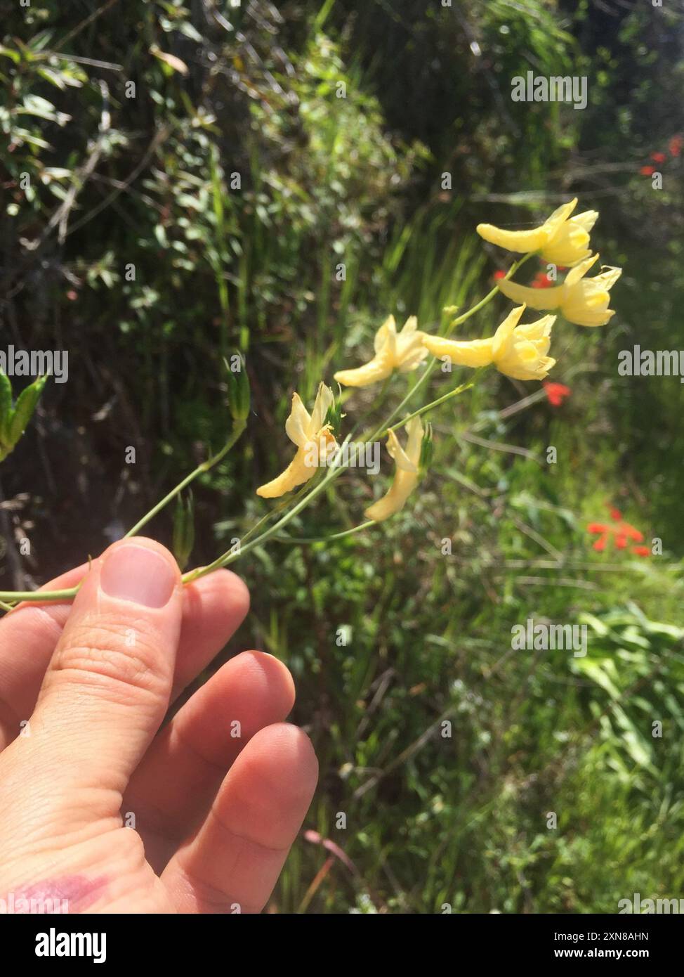 golden larkspur (Delphinium luteum) Plantae Stock Photo - Alamy