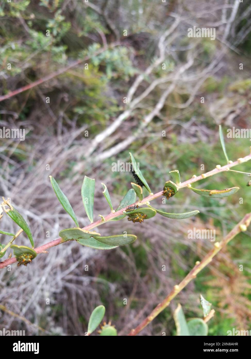 Slug Caterpillar Moths (Limacodidae) Insecta Stock Photo - Alamy