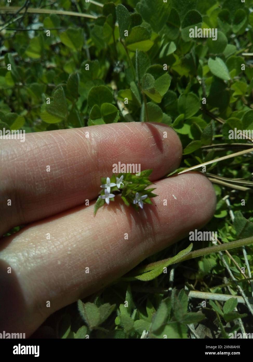 Field madder (Sherardia arvensis) Plantae Stock Photo - Alamy