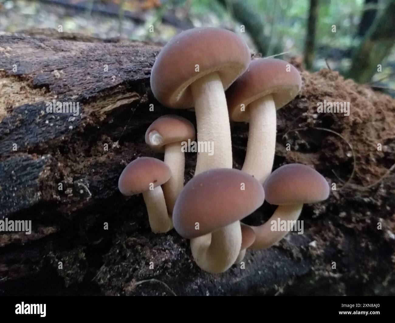 Cyclocybe parasitica hi-res stock photography and images - Alamy