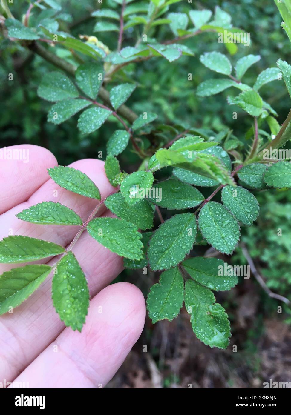 multiflora rose (Rosa multiflora) Plantae Stock Photo - Alamy