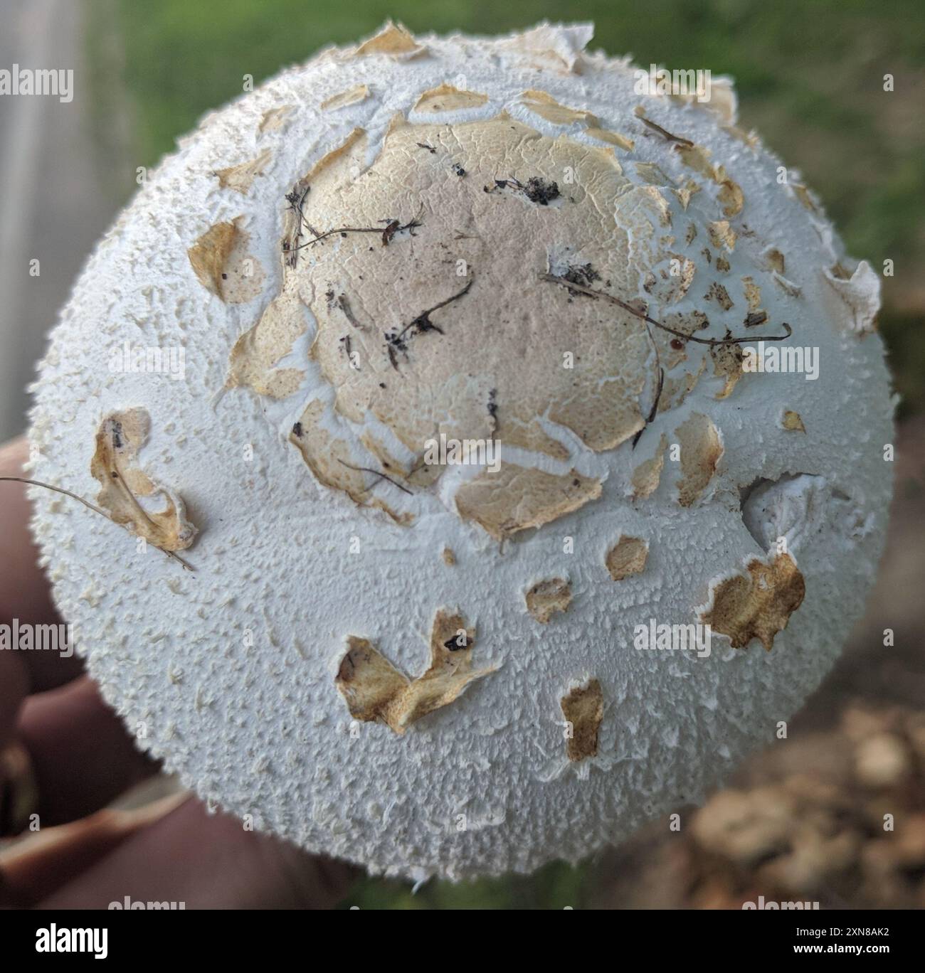 field mushrooms and allies (Agaricaceae) Fungi Stock Photo - Alamy