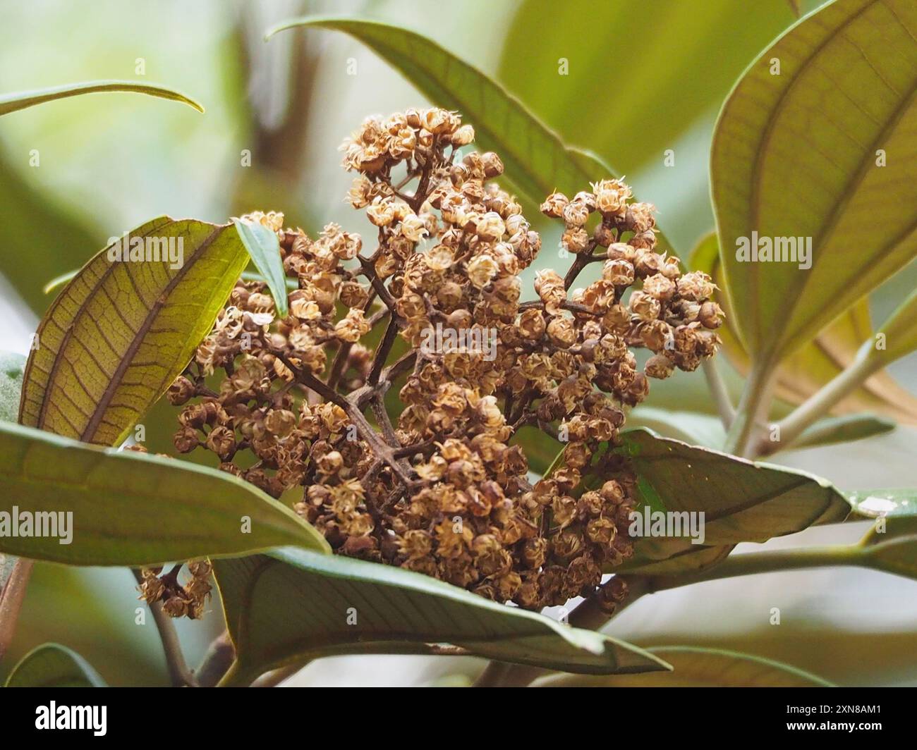 (Astronia ferruginea) Plantae Stock Photo - Alamy