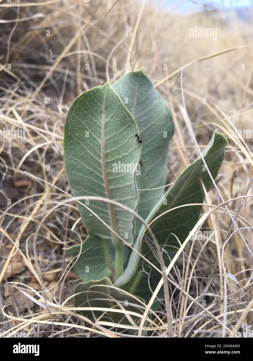 broadleaf milkweed (Asclepias latifolia) Plantae Stock Photo - Alamy