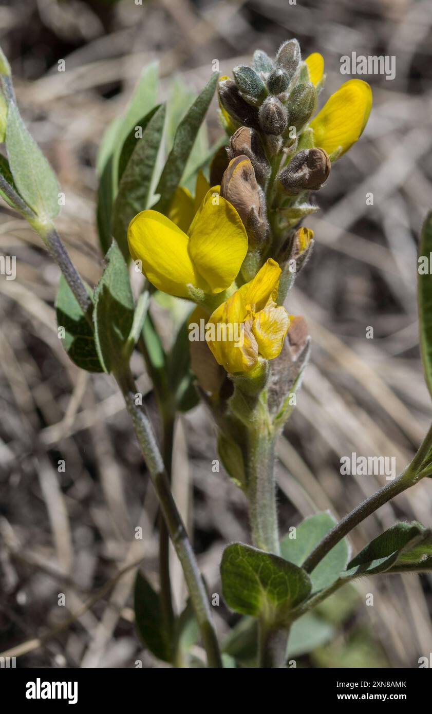 Goldenbean hi-res stock photography and images - Alamy