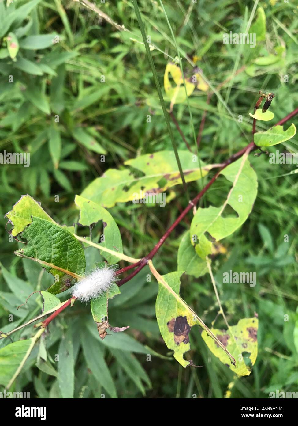Delicate Cycnia Moth (Cycnia tenera) Insecta Stock Photo - Alamy