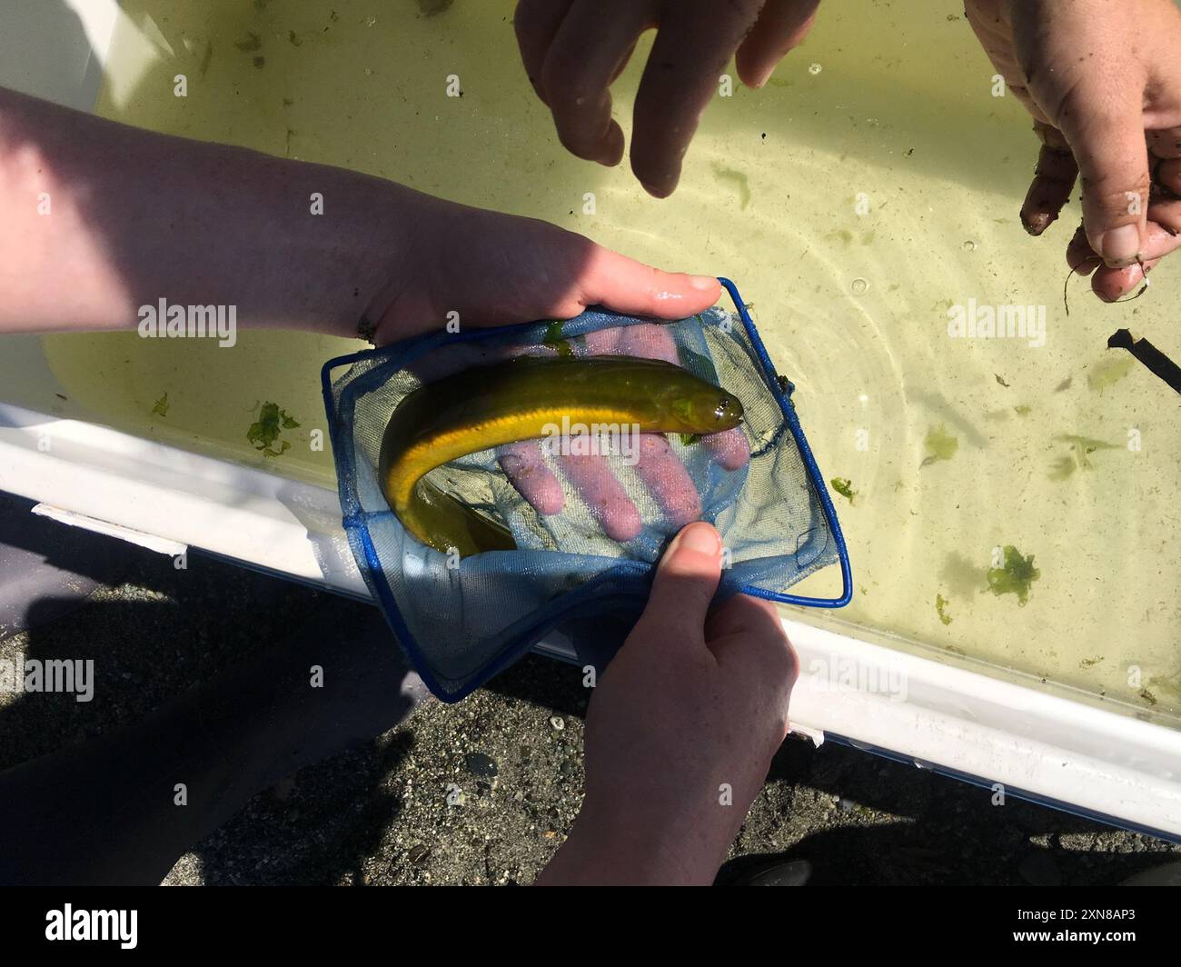 Penpoint Gunnel (Apodichthys flavidus) Actinopterygii Stock Photo - Alamy