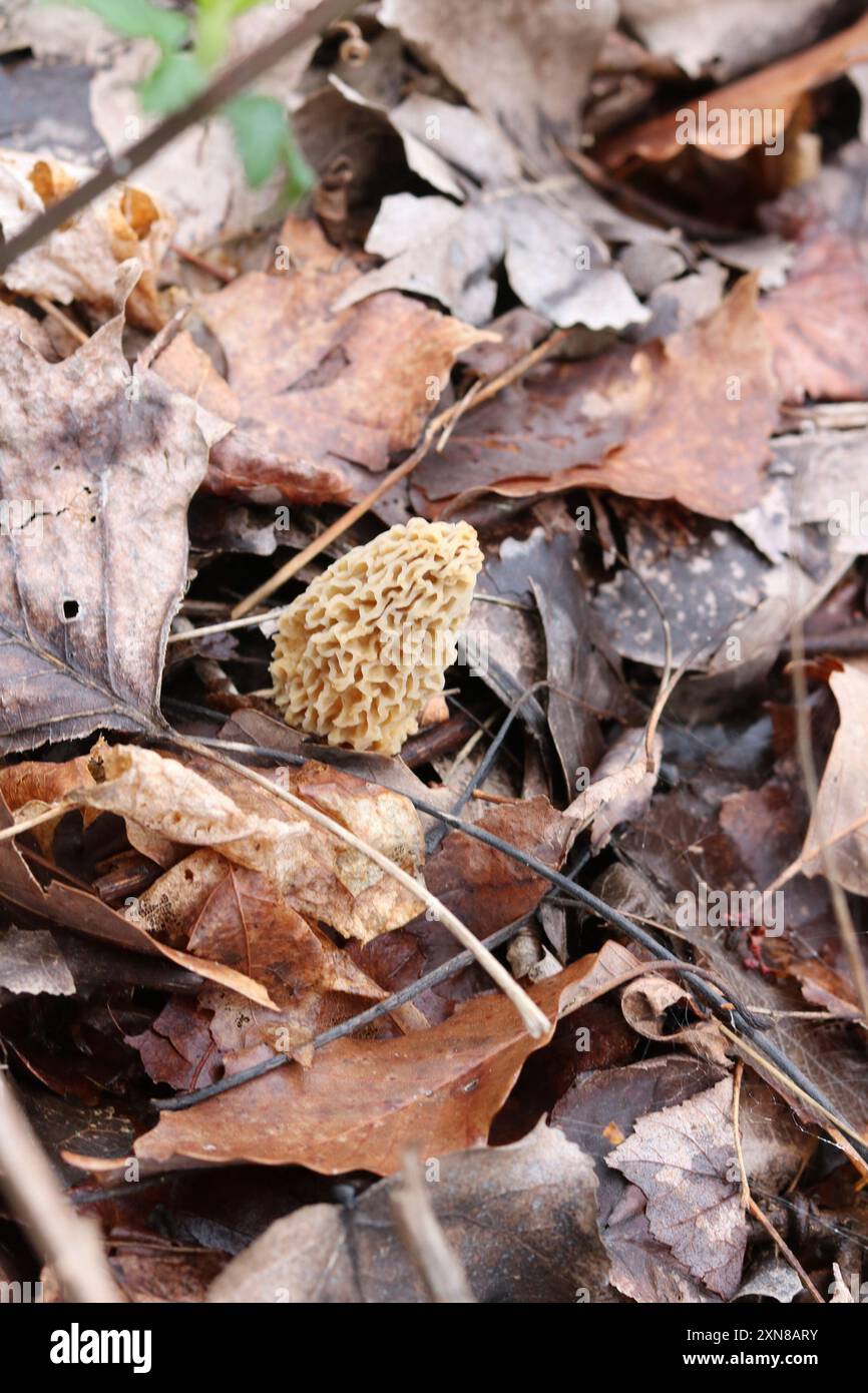 true morels (Morchella) Fungi Stock Photo - Alamy