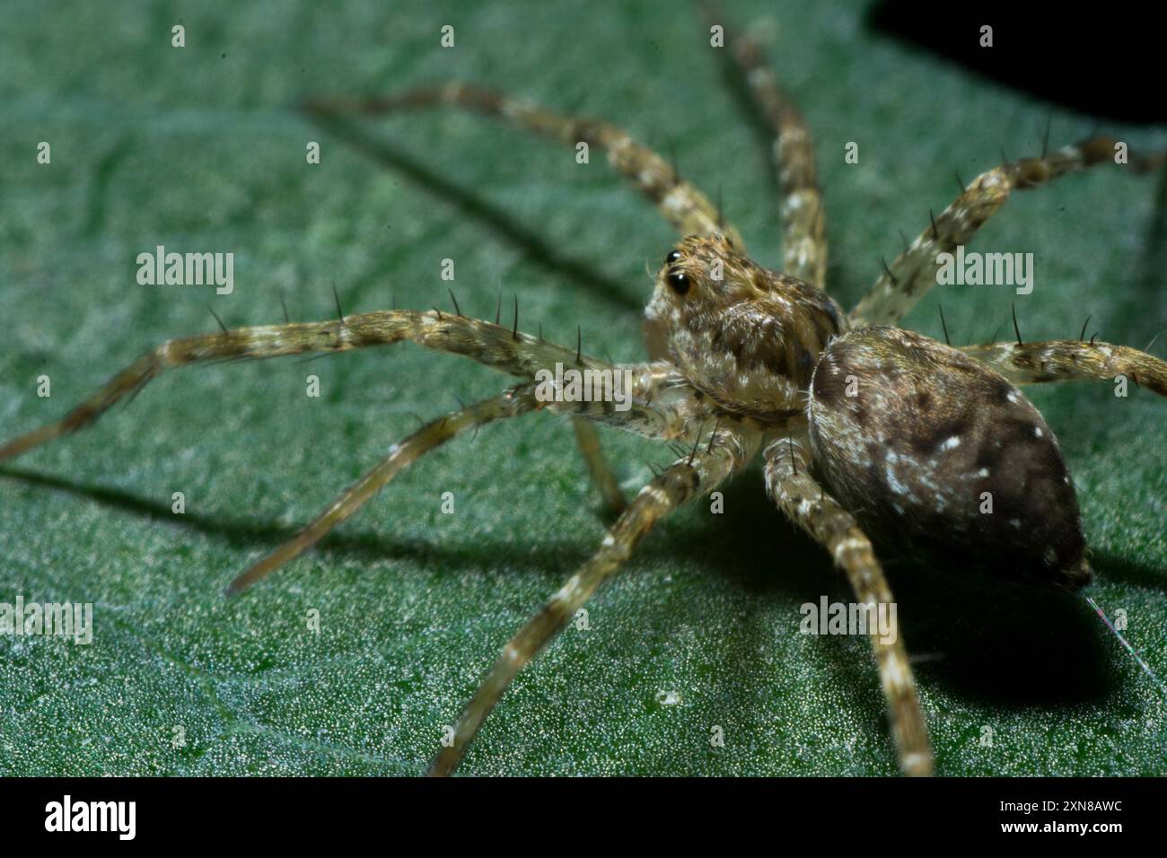 Fishing Spiders (Dolomedes) Arachnida Stock Photo - Alamy