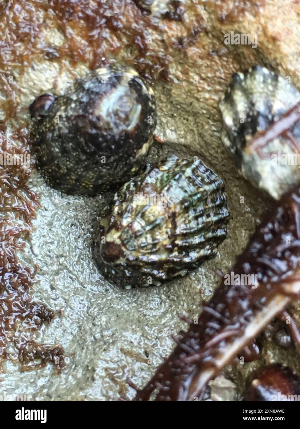 Southern Finger Limpet (Lottia austrodigitalis) Mollusca Stock Photo ...