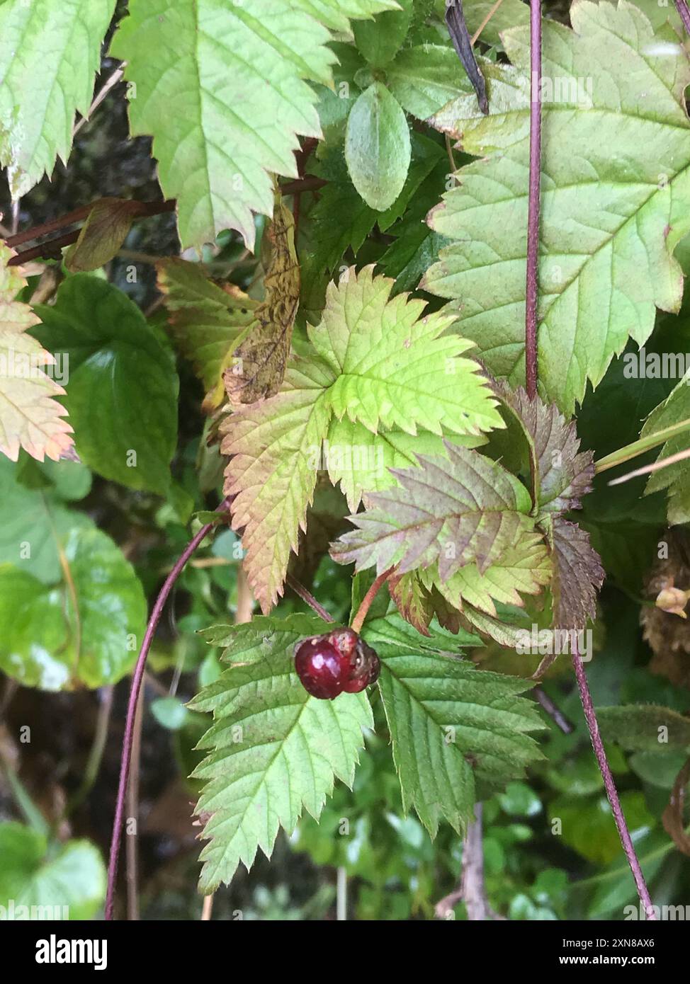 dwarf raspberry (Rubus pubescens) Plantae Stock Photo - Alamy