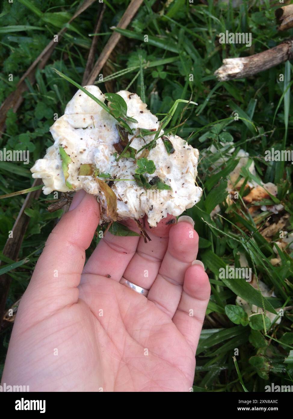Blushing Rosette (Abortiporus biennis) Fungi Stock Photo - Alamy