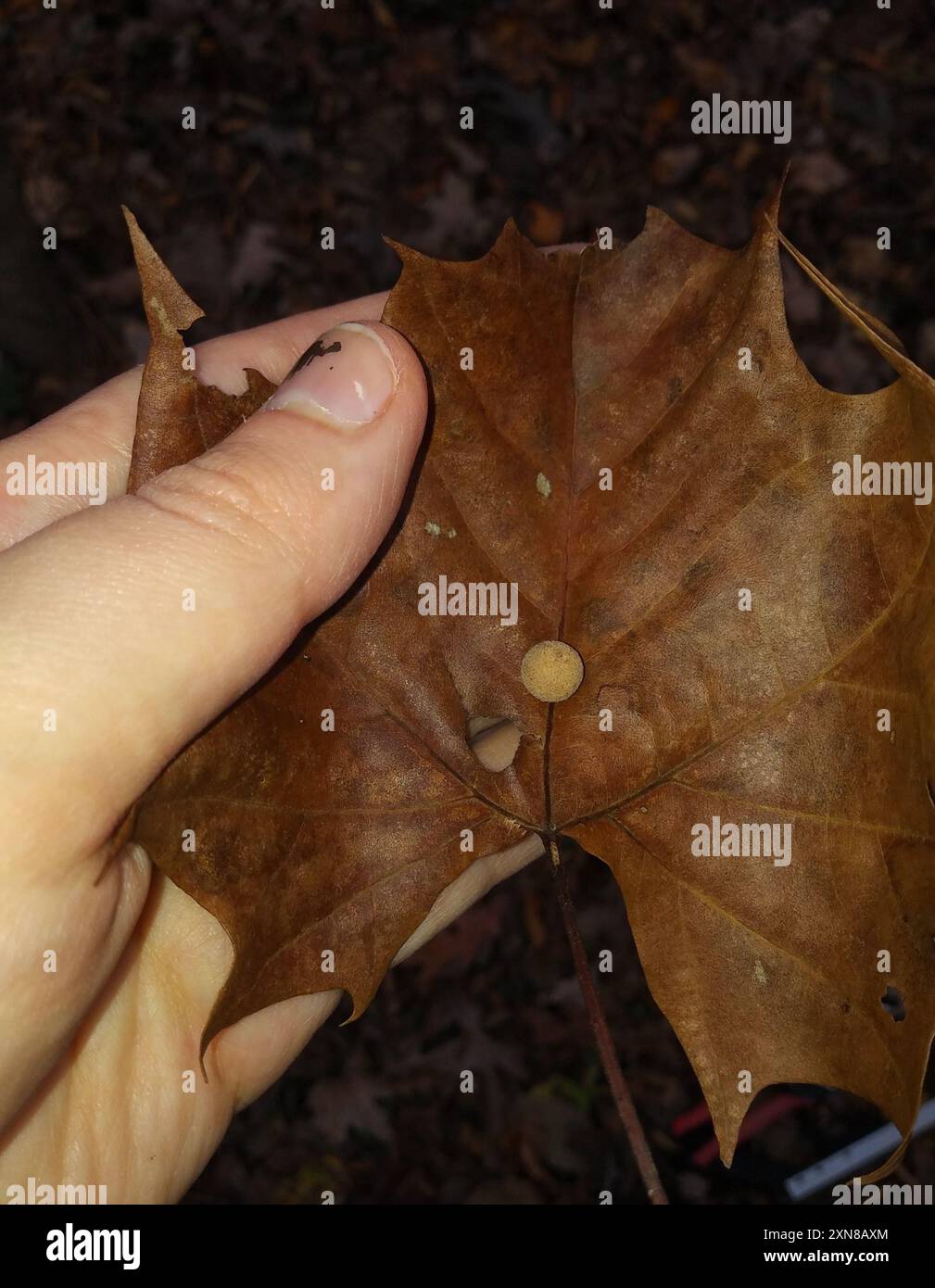 Gall Wasps (Cynipidae) Insecta Stock Photo - Alamy