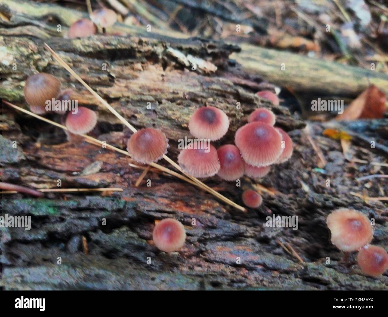 Bleeding Fairy Helmet (Mycena haematopus) Fungi Stock Photo - Alamy