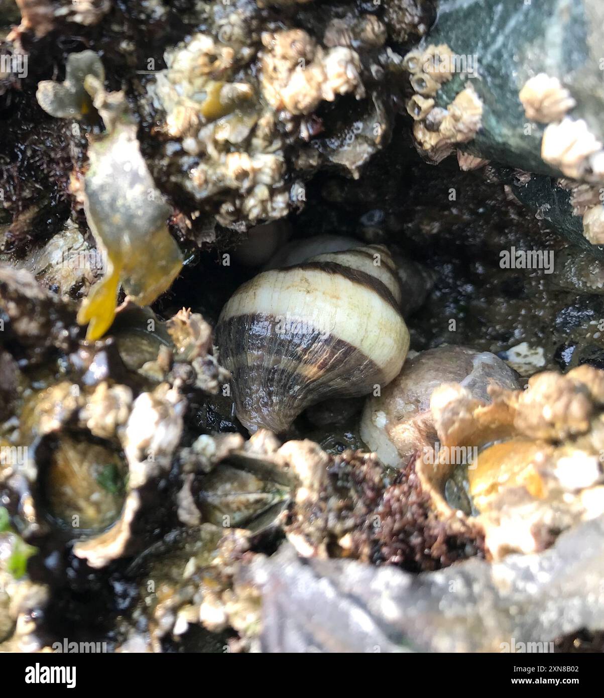 Frilled Dogwinkle (Nucella lamellosa) Mollusca Stock Photo - Alamy