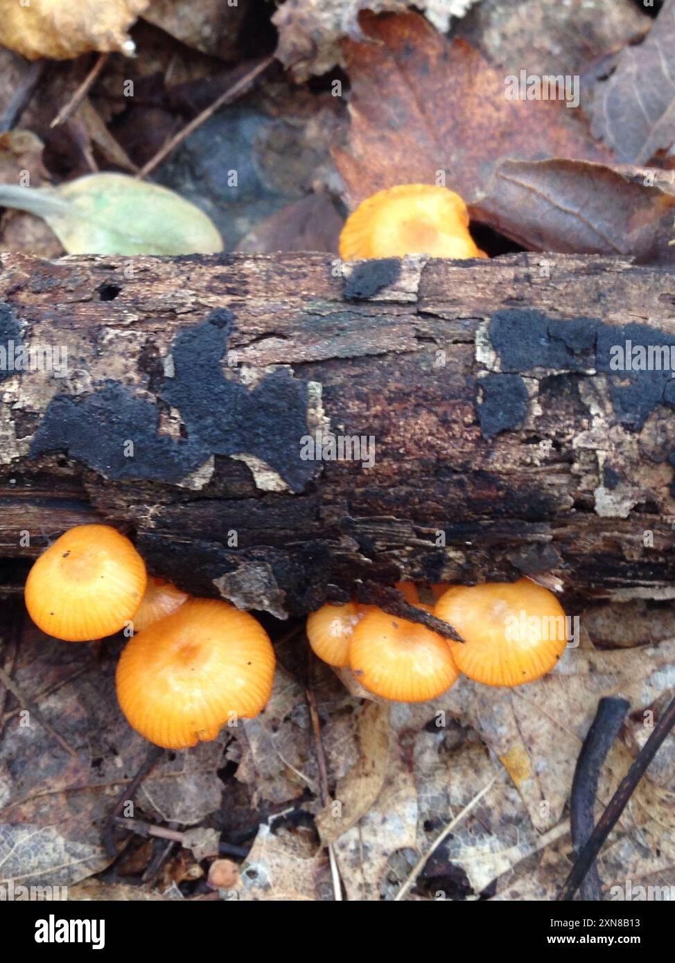 orange mycena (Mycena leaiana) Fungi Stock Photo - Alamy