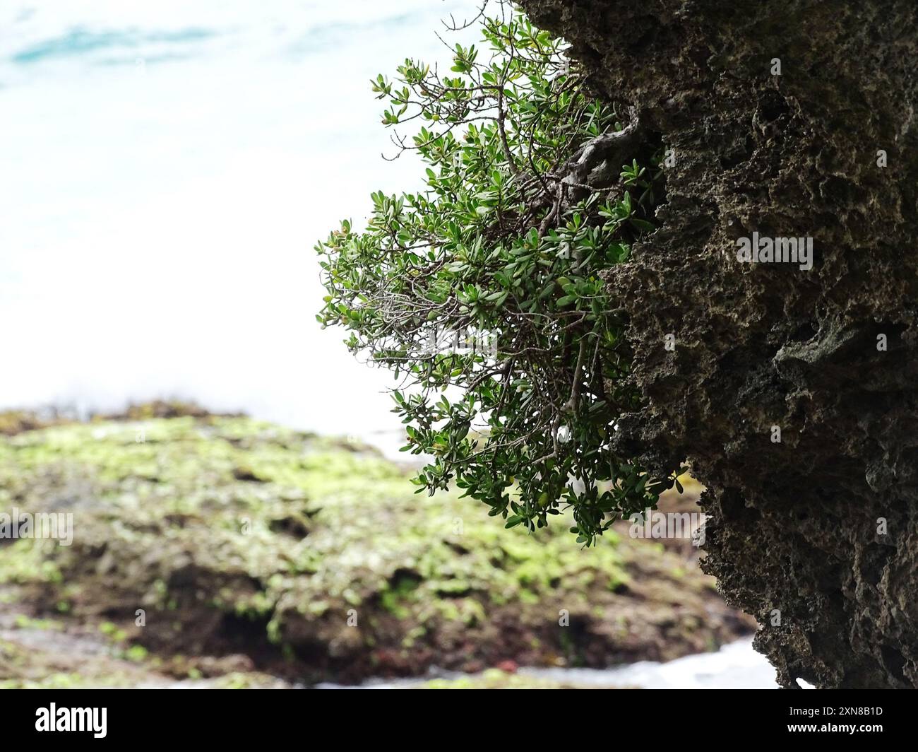 bantigue (Pemphis acidula) Plantae Stock Photo - Alamy