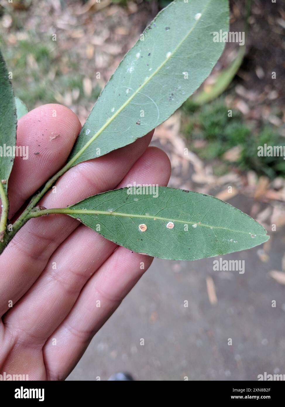 Pyriform Scale (Protopulvinaria pyriformis) Insecta Stock Photo - Alamy